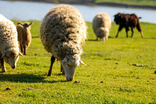 รูปภาพWhitem – เลือกดูภาพถ่ายสต็อก เวกเตอร์ และวิดีโอ248 | Adobe Stock