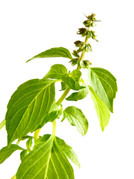 Basilium bilder – Bläddra bland 43 stockfoton, vektorer och videor ...