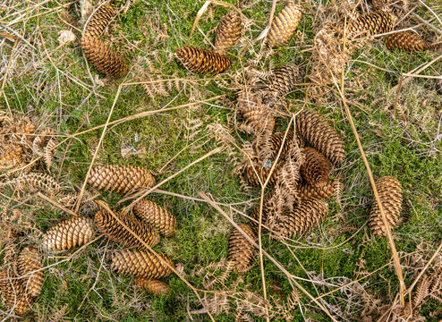 รูปภาพ"Pommes De Pin" – เลือกดูภาพถ่ายสต็อก เวกเตอร์ และวิดีโอ2,057 ...