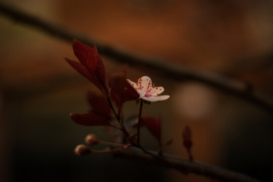 "Japanische Kirsche" - Images et vidéos libres de droits | Adobe Stock