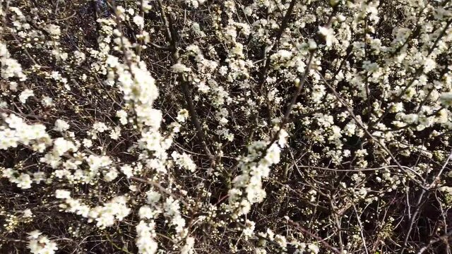 Brombeerhecke Images – Browse 93 Stock Photos, Vectors, and Video ...
