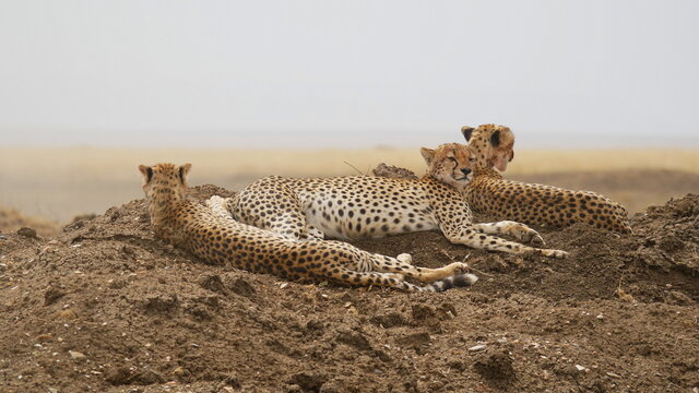 รูปภาพGeparden – เลือกดูภาพถ่ายสต็อก เวกเตอร์ และวิดีโอ520 | Adobe Stock