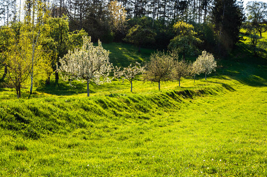 Straggly Bilder – Durchsuchen 37,142 Archivfotos, Vektorgrafiken und ...