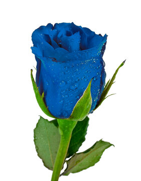 Single Blue Rose Flower