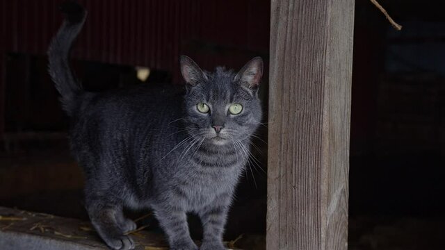 "Grey Tabby" Images – Browse 155 Stock Photos, Vectors, and Video ...