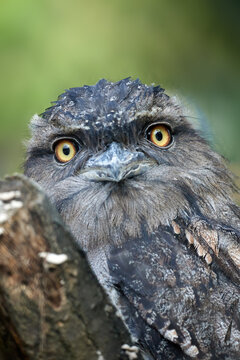 Mopoke bilder – Bläddra bland 49 stockfoton, vektorer och videor ...