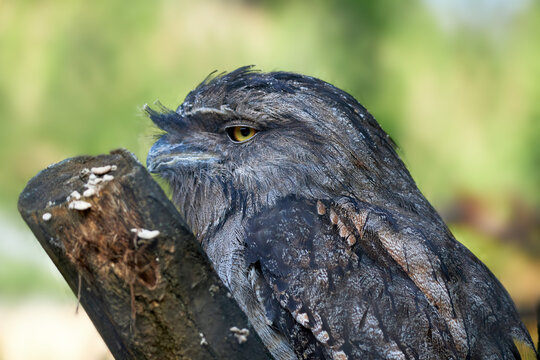 Mopoke Bilder – Durchsuchen 49 Archivfotos, Vektorgrafiken und Videos ...