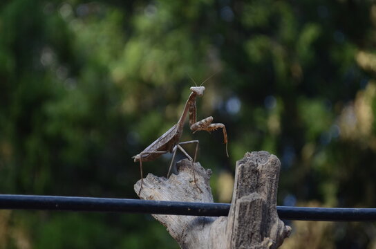 Mantiz Images – Browse 15 Stock Photos, Vectors, and Video | Adobe Stock