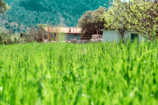 Monocropping Bilder – Durchsuchen 392 Archivfotos, Vektorgrafiken und ...