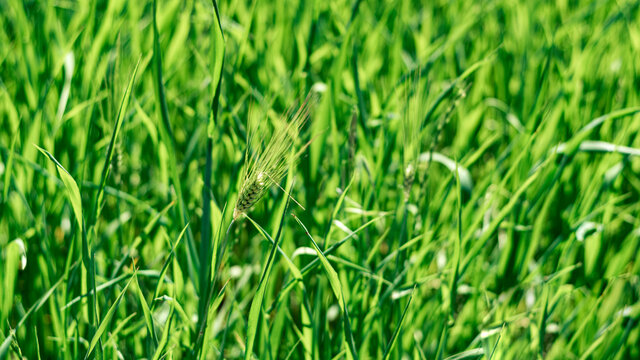 Monocropping Bilder – Durchsuchen 369 Archivfotos, Vektorgrafiken und ...