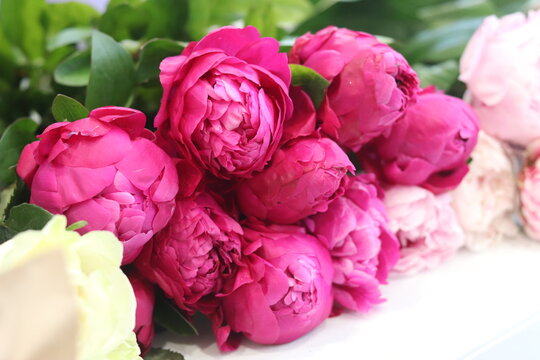 「Piones」の画像 - 263 件の Stock 写真、ベクターおよびビデオ | Adobe Stock