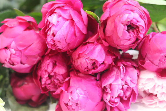 Piones 이미지 – 찾아보기 281 스톡 사진, 벡터 및 비디오 | Adobe Stock