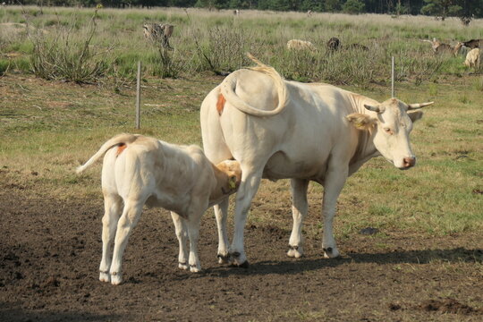White Cow With Calf