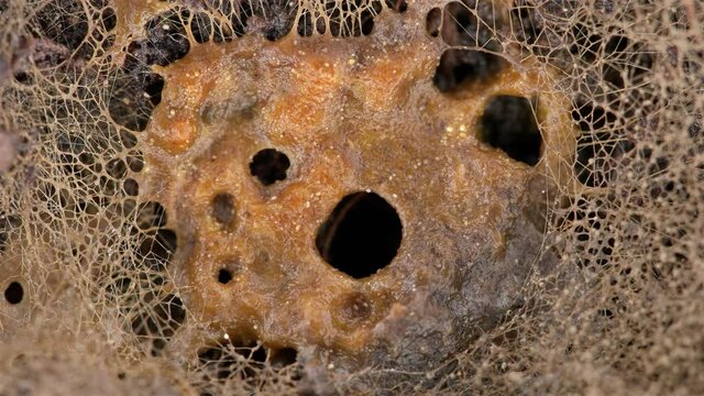 Saprophages Images – Browse 3,327 Stock Photos, Vectors, and Video ...