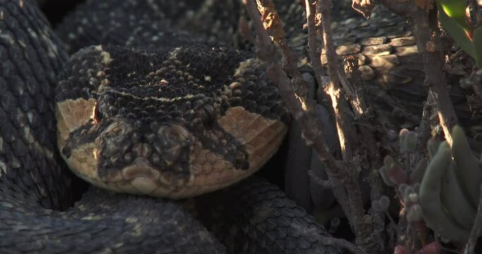 "Puff Adder" Images – Browse 661 Stock Photos, Vectors, and Video ...
