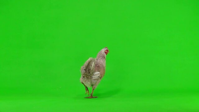 Chicken Running Bilder – Durchsuchen 7,479 Archivfotos, Vektorgrafiken ...