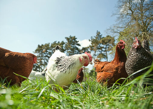 LAS 2,261,284 MEJORES IMÁGENES, FOTOS DE ARCHIVO Y VECTORES DE Pollo ...