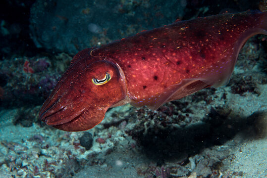 รูปภาพCuttlefishes – เลือกดูภาพถ่ายสต็อก เวกเตอร์ และวิดีโอ52,349 ...