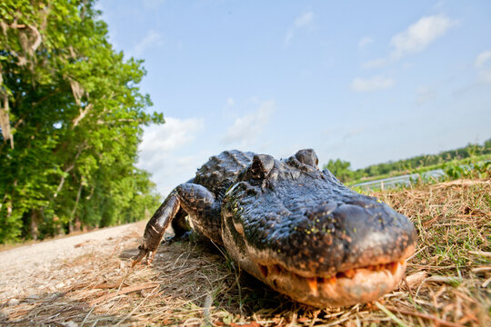 Stalking Images – Browse 2,680,862 Stock Photos, Vectors, and Video ...