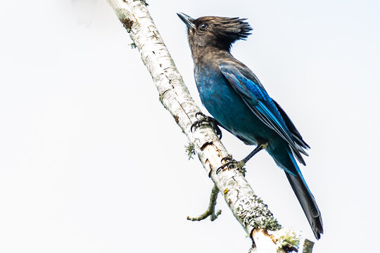 "Stellar Jay" Images – Browse 1,413 Stock Photos, Vectors, and Video ...