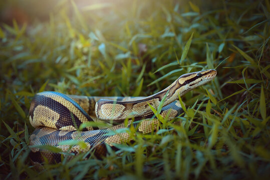 Small Python Bilder – Durchsuchen 1,592 Archivfotos, Vektorgrafiken und ...