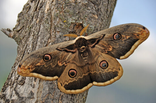 Falter Bilder – Durchsuchen 61,062 Archivfotos, Vektorgrafiken und ...
