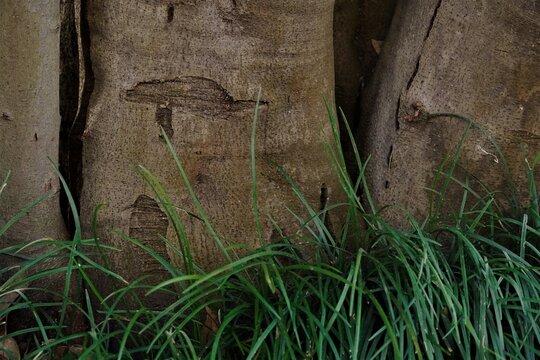 Agrostology Images – Browse 24 Stock Photos, Vectors, and Video | Adobe ...