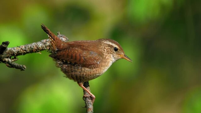 "Eurasian Wren" Images – Browse 4,834 Stock Photos, Vectors, and Video ...