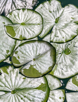 Lily Pad Top View Images – Browse 666 Stock Photos, Vectors, and Video ...