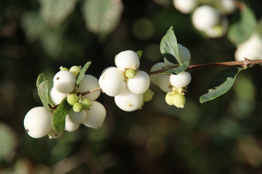 Ghostberry Bilder – Durchsuchen 5,637 Archivfotos, Vektorgrafiken und ...