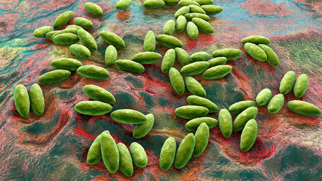 รูปภาพBrucella – เลือกดูภาพถ่ายสต็อก เวกเตอร์ และวิดีโอ157 | Adobe Stock