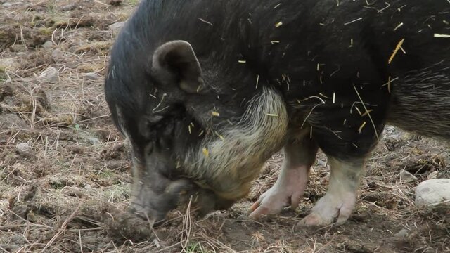 "Pig Sty" Bilder – Durchsuchen 286 Archivfotos, Vektorgrafiken und ...