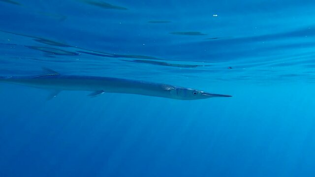 รูปภาพHoundfish – เลือกดูภาพถ่ายสต็อก เวกเตอร์ และวิดีโอ184 | Adobe Stock