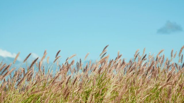 Dhaman Images – Browse 188 Stock Photos, Vectors, and Video | Adobe Stock