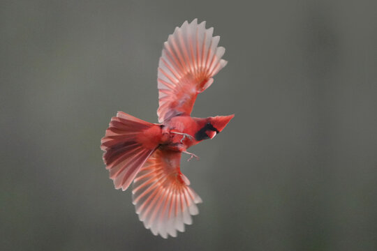 Cardinal Flying Away