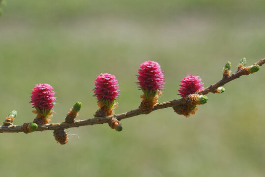 รูปภาพMicrostrobilus – เลือกดูภาพถ่ายสต็อก เวกเตอร์ และวิดีโอ208 ...