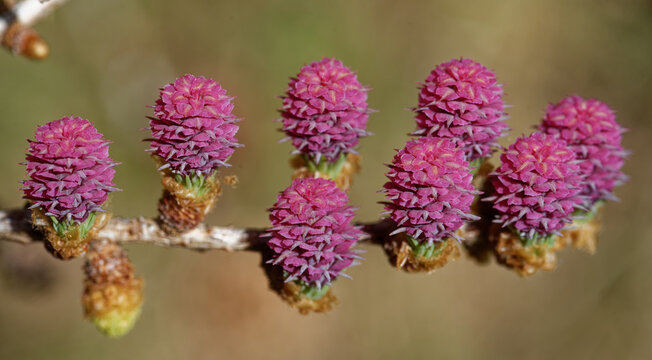 รูปภาพMicrostrobilus – เลือกดูภาพถ่ายสต็อก เวกเตอร์ และวิดีโอ208 ...