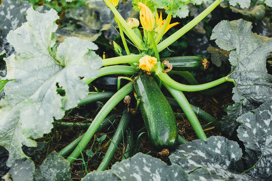 Zucchini Plant Images