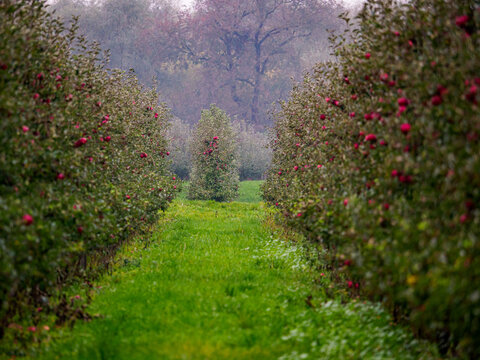 Fructify bilder – Bläddra bland 573 stockfoton, vektorer och videor | Adobe Stock