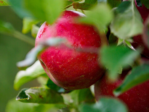 รูปภาพFructify – เลือกดูภาพถ่ายสต็อก เวกเตอร์ และวิดีโอ580 | Adobe Stock