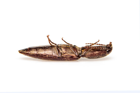 รูปภาพElater – เลือกดูภาพถ่ายสต็อก เวกเตอร์ และวิดีโอ230 | Adobe Stock