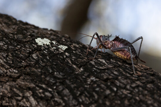 "Acanthoplus Discoidalis" Images – Browse 118 Stock Photos, Vectors ...