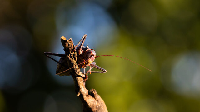 "Acanthoplus Discoidalis" Images – Browse 118 Stock Photos, Vectors ...