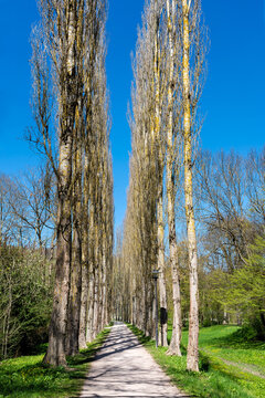 「Pappelallee」の写真素材 | 192件の無料イラスト画像 | Adobe Stock
