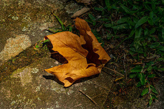 Flix photos, images, assets | Adobe Stock