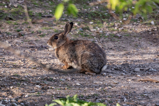 Karnickel 画像 - 参照 1,887 Stock 写真、ベクターおよびビデオ | Adobe Stock