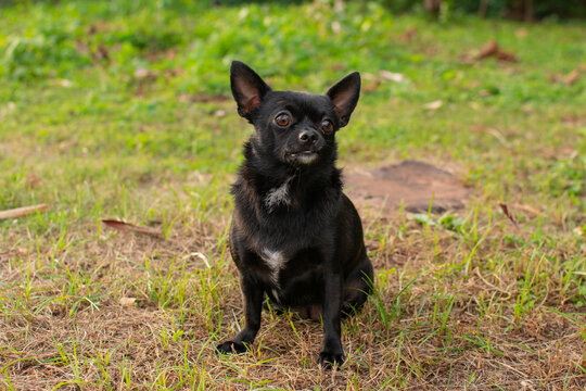 Perra 이미지 – 찾아보기 915 스톡 사진, 벡터 및 비디오 | Adobe Stock