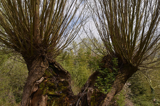 Kopfbaum Images – Browse 18 Stock Photos, Vectors, and Video | Adobe Stock