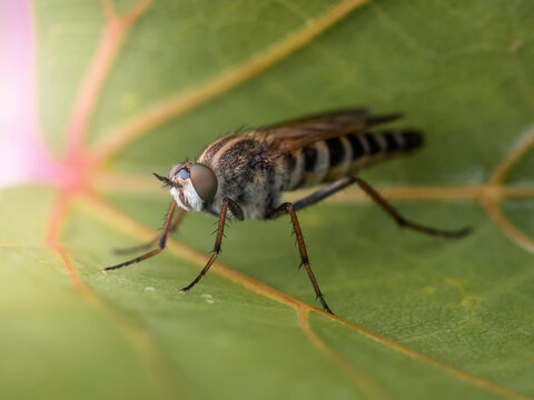 Tabano 이미지 – 찾아보기 23 스톡 사진, 벡터 및 비디오 | Adobe Stock