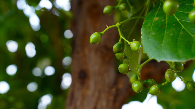 Anonang Images – Browse 10 Stock Photos, Vectors, and Video | Adobe Stock